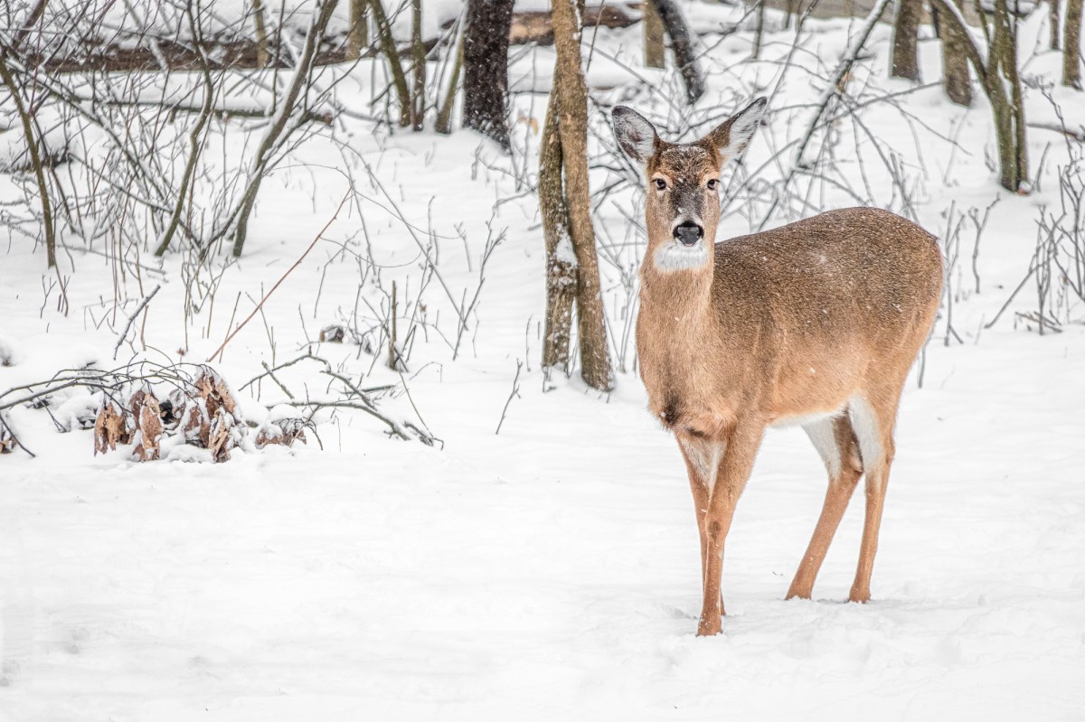 A Fist-full of Firsts – Lani Edwards